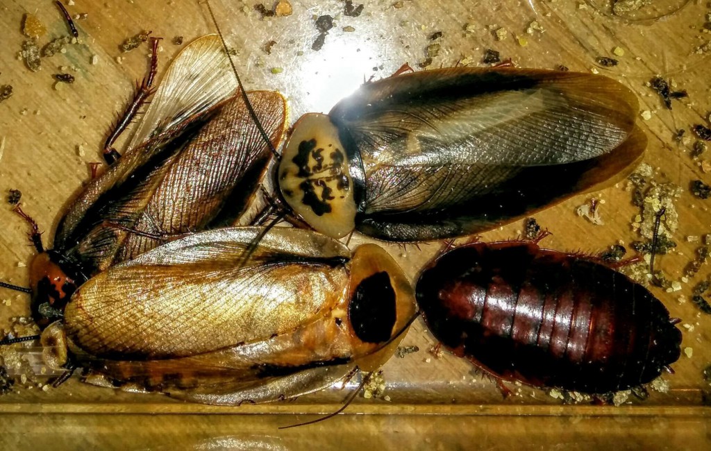 Welcome to the cockroach world!