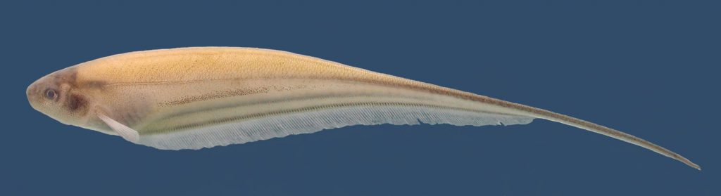 Eigenmmania Virescens – Glass Knifefish (Photo by. Nadia Milan)