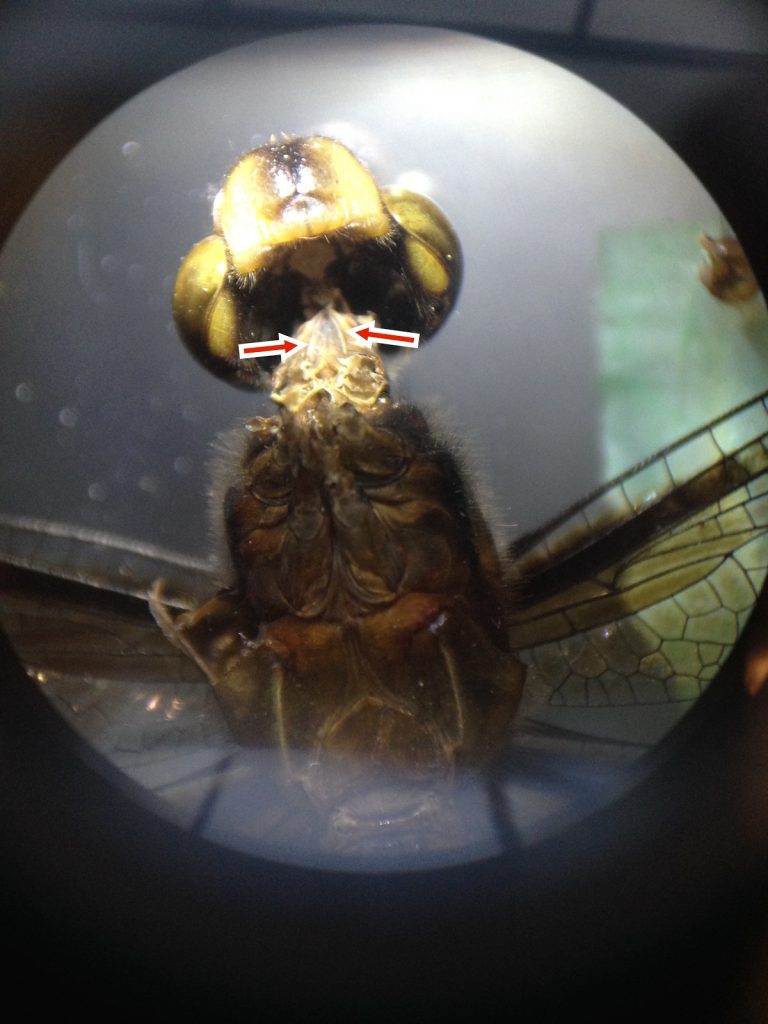 A closer look at Dragonfly nerve bundles