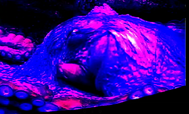 With my project I plan to do exactly this, to collect a plethora of ...