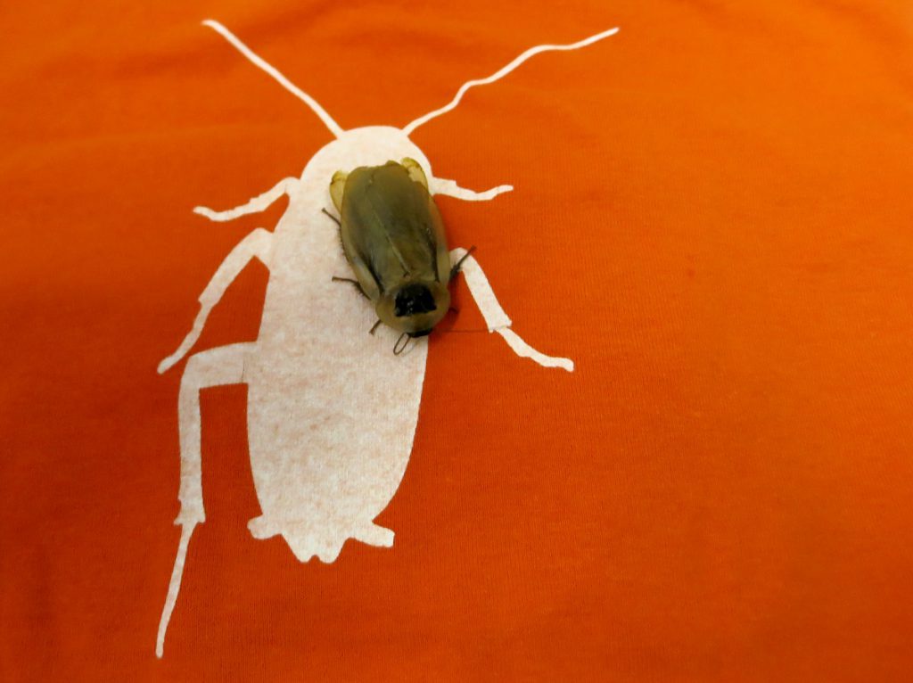 This one was kind enough to pose for me on my T-Shirt for a quick ...