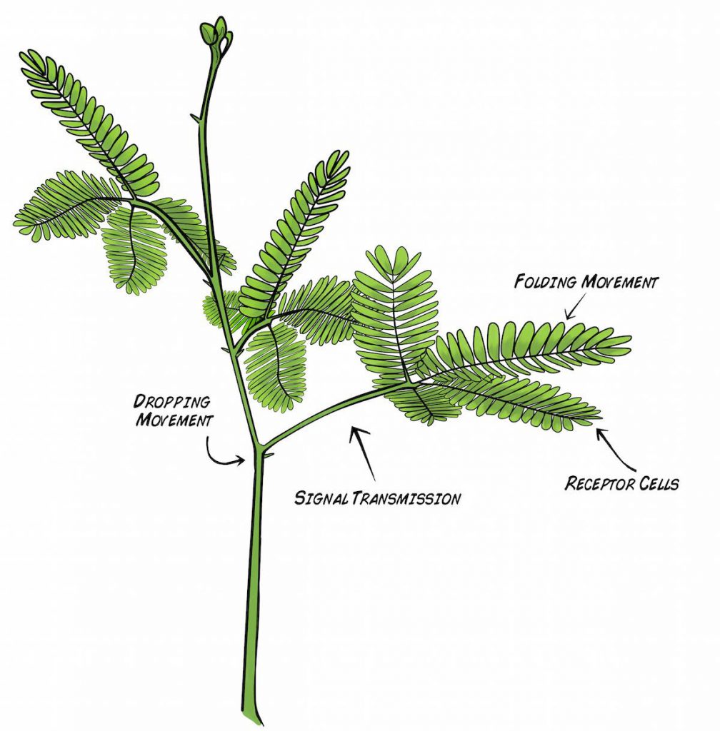 Anatomy of a Sensitive Mimosa and its Behaviors