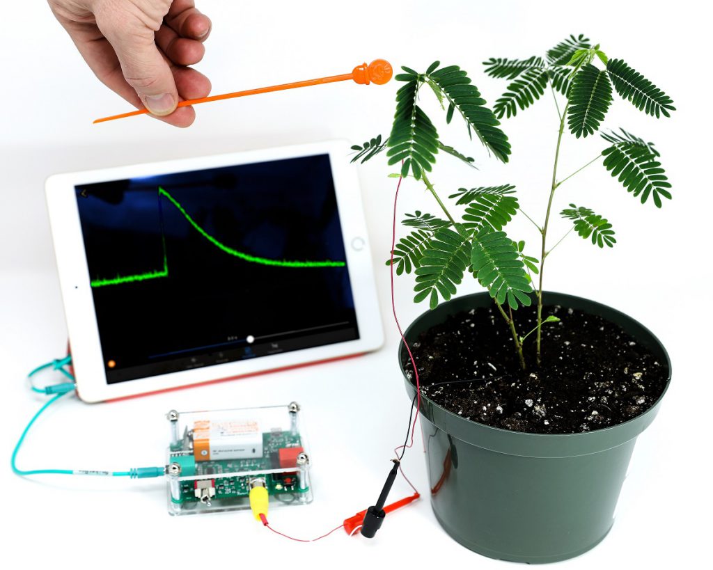 Recording an Action Potential from a Sensitive Mimosa!