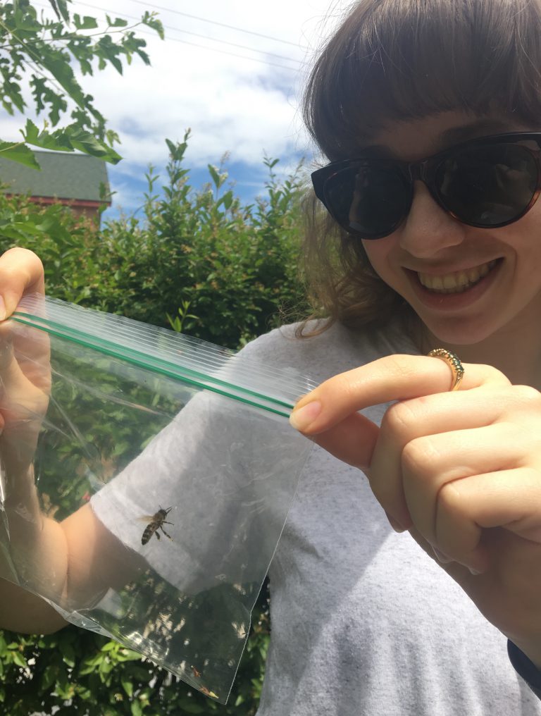 Catching bees in my yard