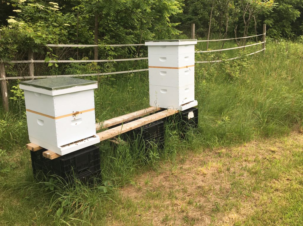 Local beehives!