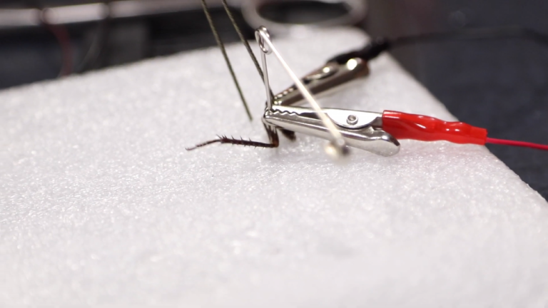 Students are skeptical about being able to control a cockroach leg with ...